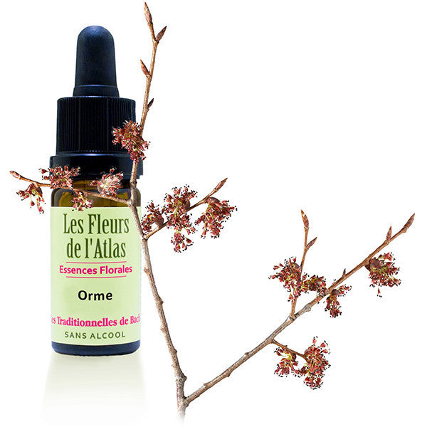 FLEUR DE BACH ORME (ELM N° 11) – Complements.ma
