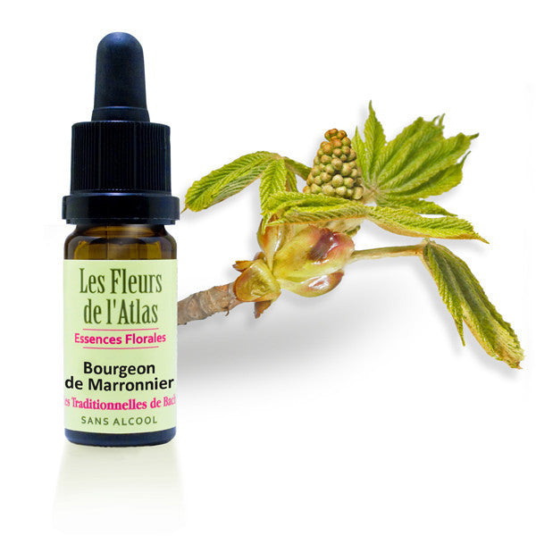 FLEUR DE BACH BOURGEON DE MARRONNIER (CHESTNUT BUD N° 7) – Complements.ma