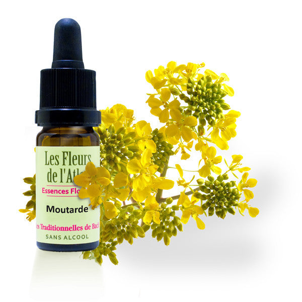 FLEUR DE BACH MOUTARDE (MUSTARD N° 21) – Complements.ma